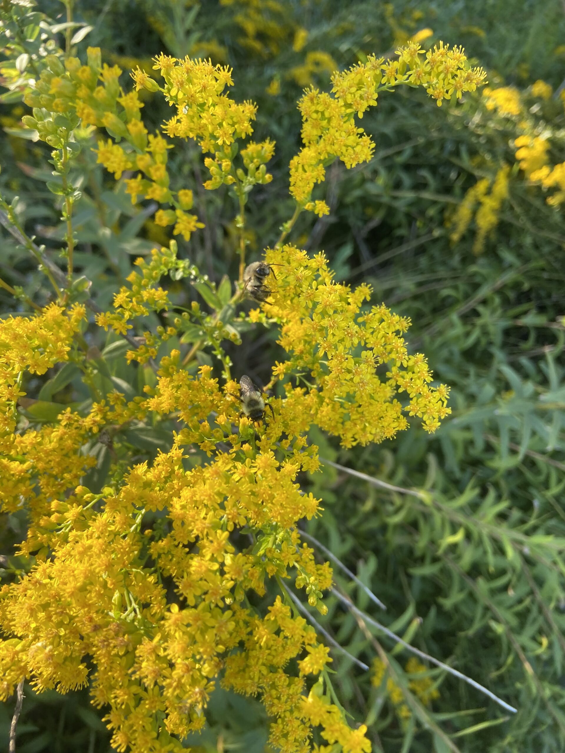 Stewardship | LES Ecology Center